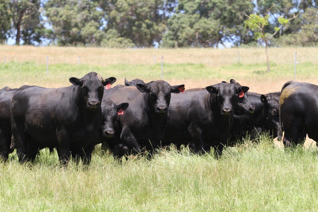 Bull Management | Sheron Farm